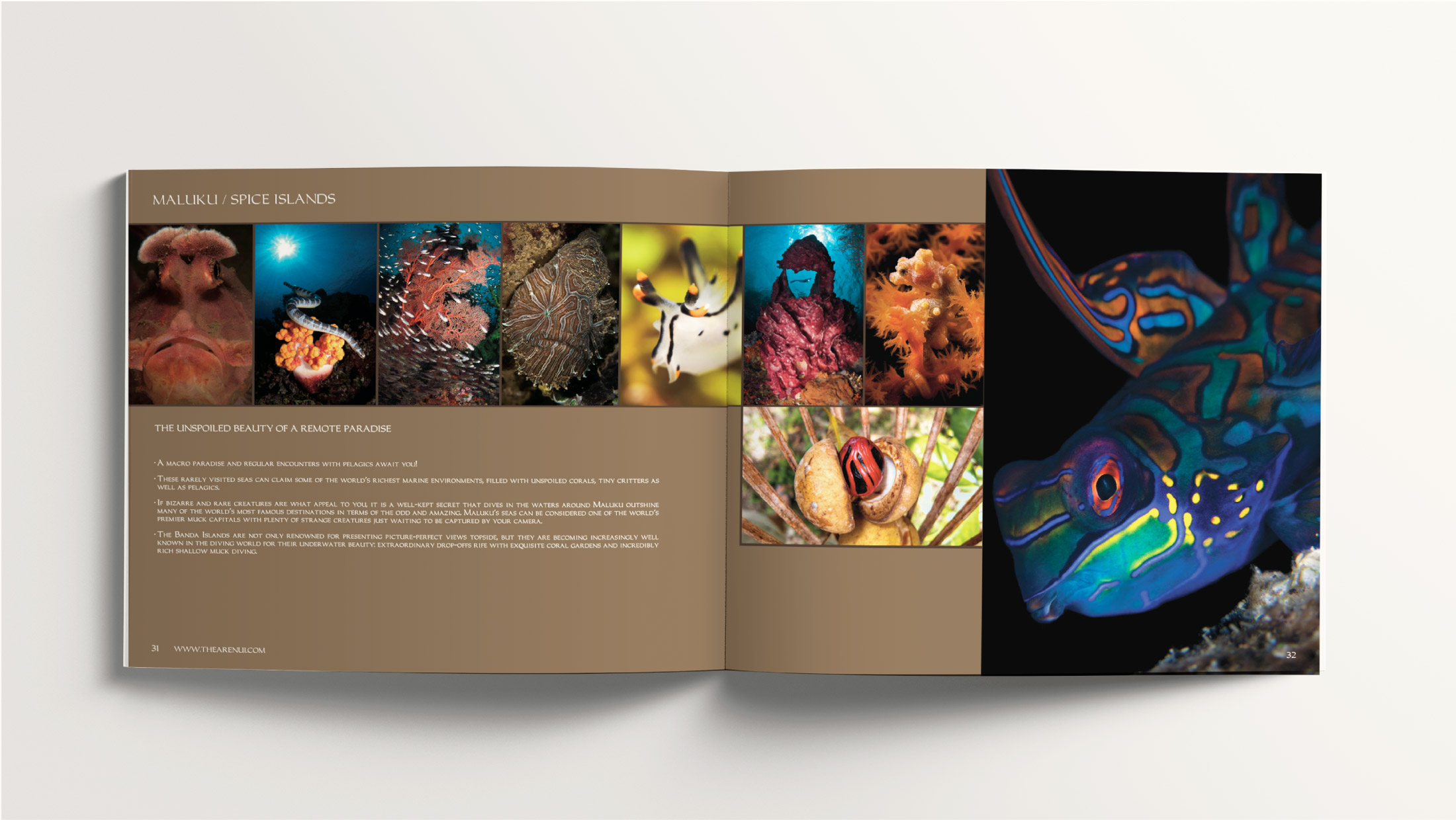 Arenui Boutique Liveaboard – VOCUIS Branding & Design